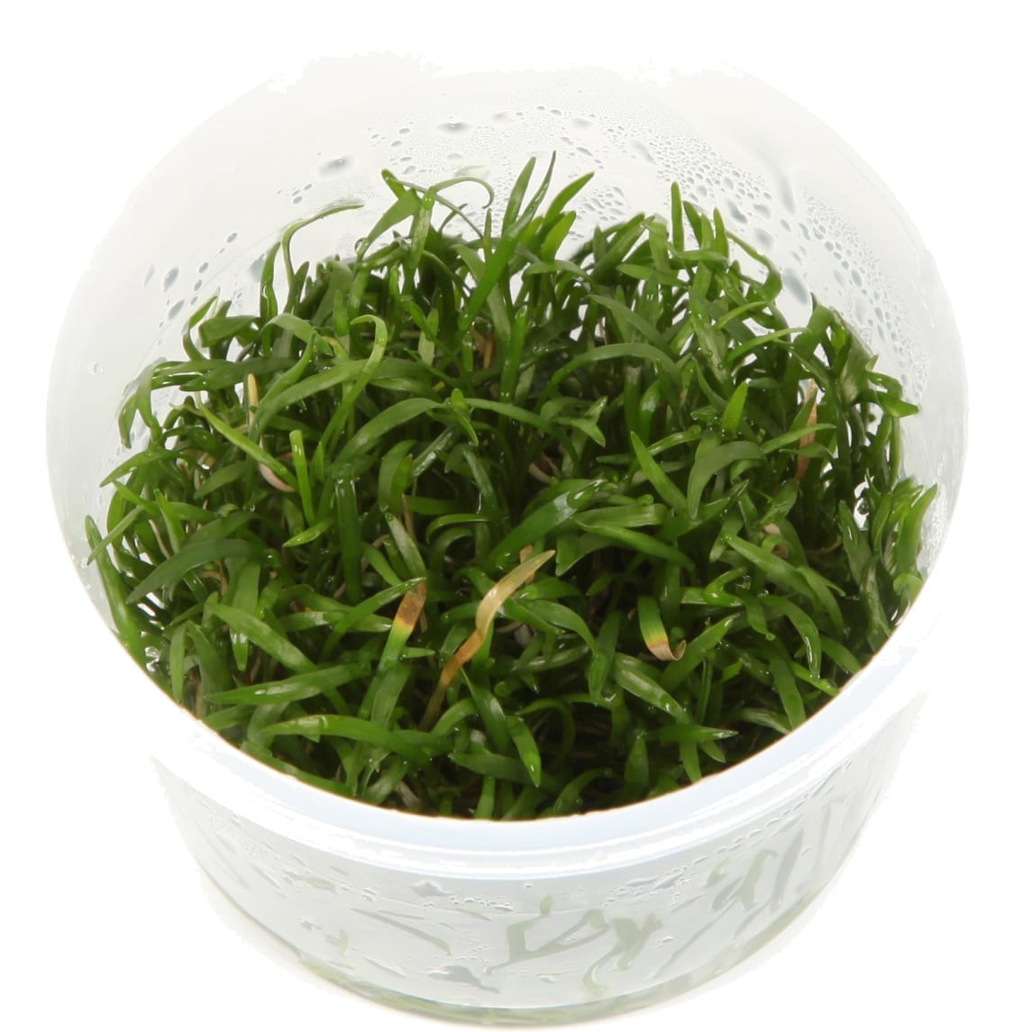 Lilaeopsis Brasiliensis ( 1-2-Grow ) Online | Aquarium plants UK ...