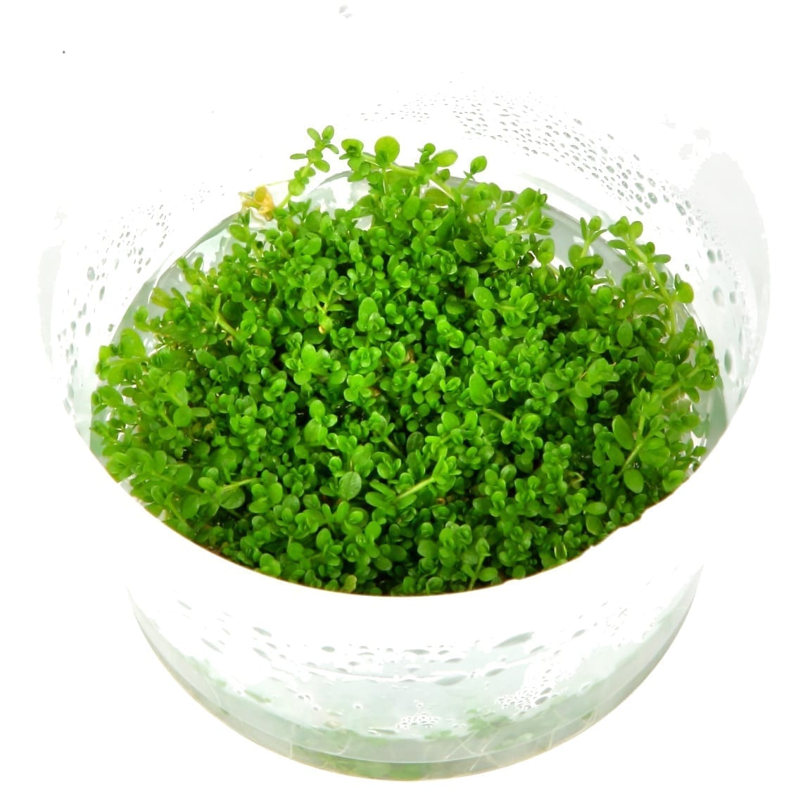 Micranthemum Callitichoides 'Cuba' ( 1-2-Grow ) Online | Aquarium ...