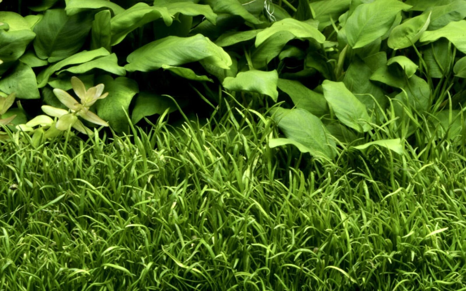 Lilaeopsis Brasiliensis ( 1-2-Grow ) Online | Aquarium plants UK ...