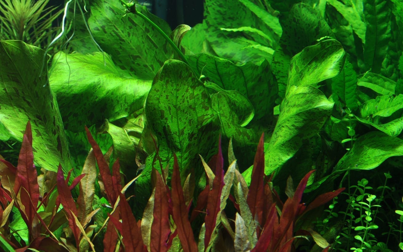 Echinodorus 'Ozelot Green' Online | Aquarium plants UK | Aquatic Plants