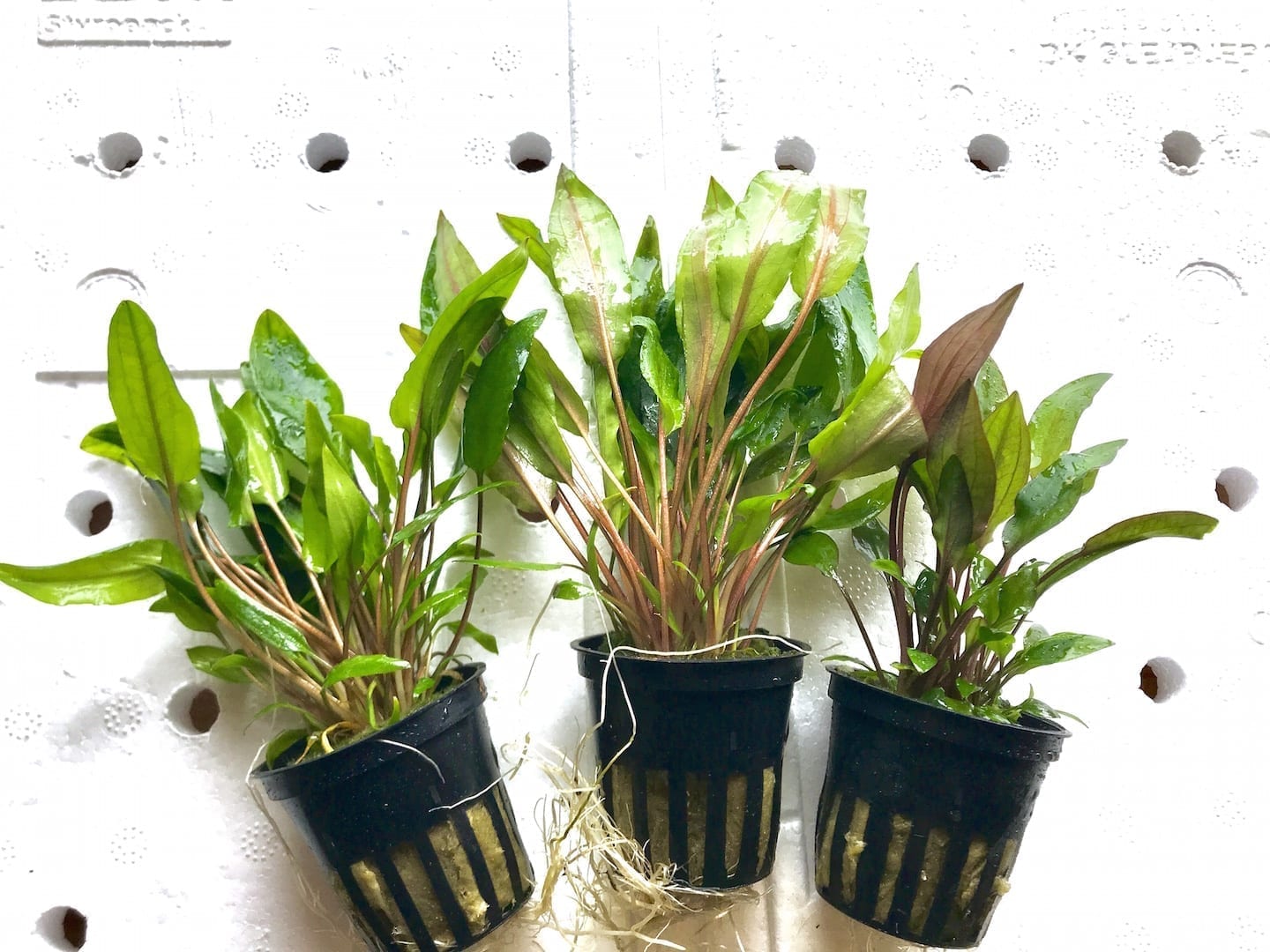 3 Mix Cryptocoryne Plants Online | Aquarium plants UK | Aquatic Plants